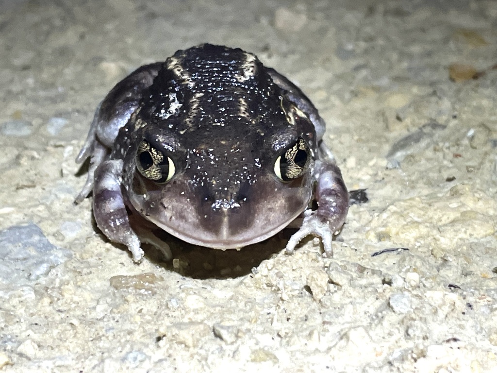 Eastern Spadefoot from Torreya State Park, Bristol, FL, US on June 16 ...