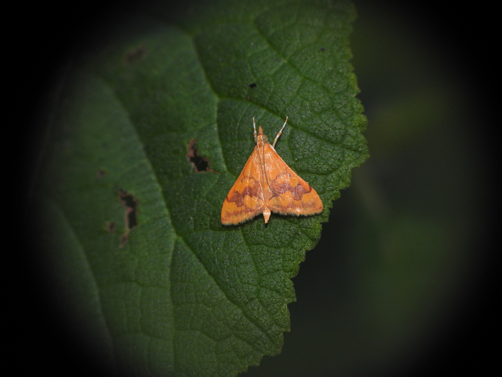 Perilla Leaf Moth from Panchmahal, Gujarat, India on September 19, 2021 ...