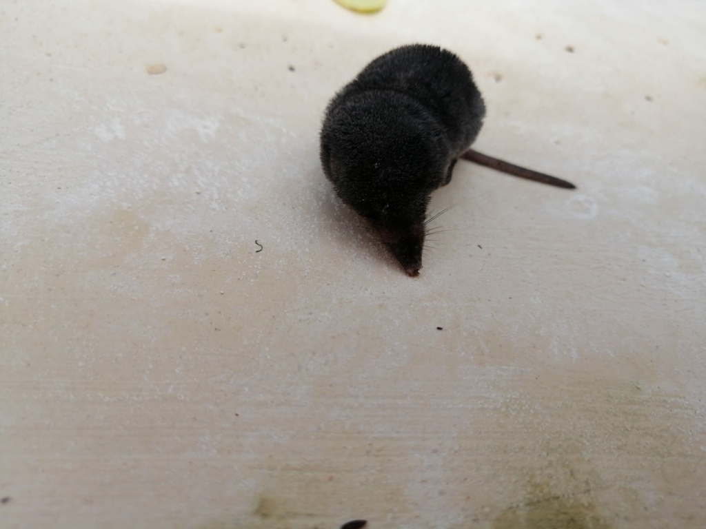 Yucatán Small-eared Shrew from Valladolid, Yuc., México on June 17 ...