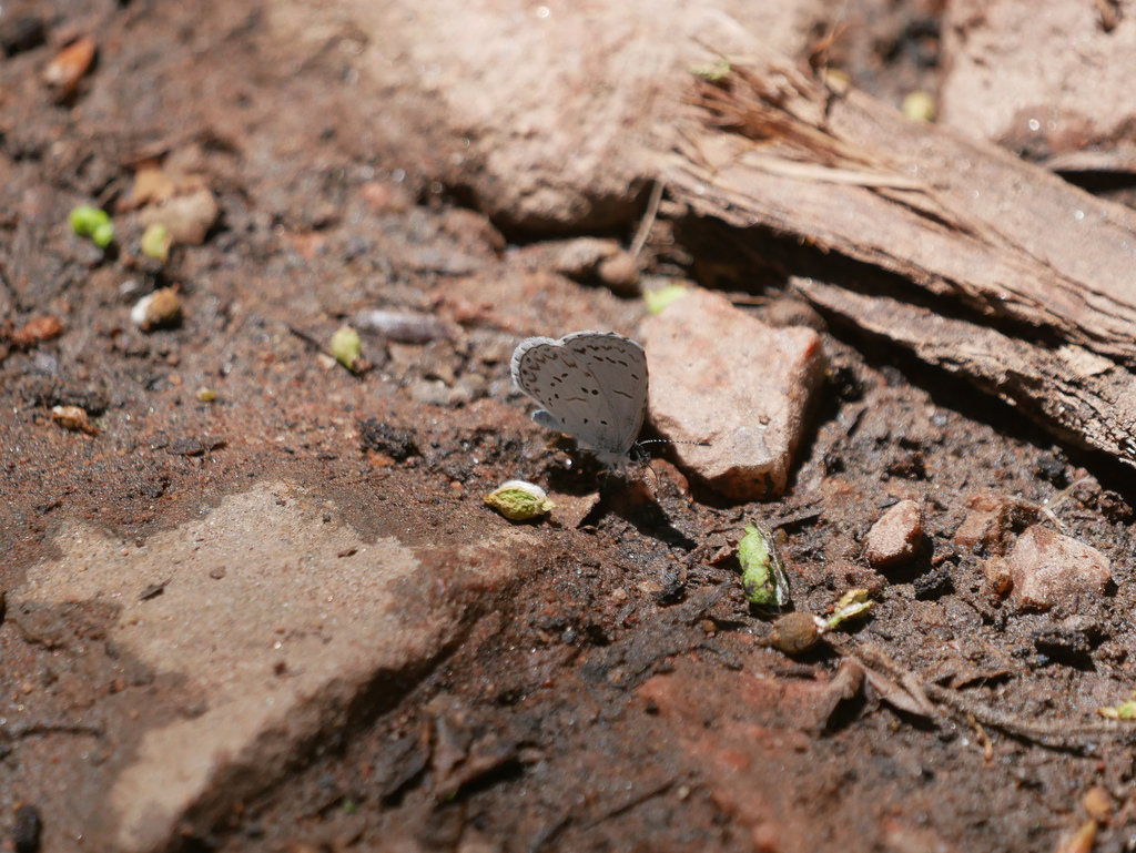 Hops Azure in June 2022 by Andy Birkey · iNaturalist