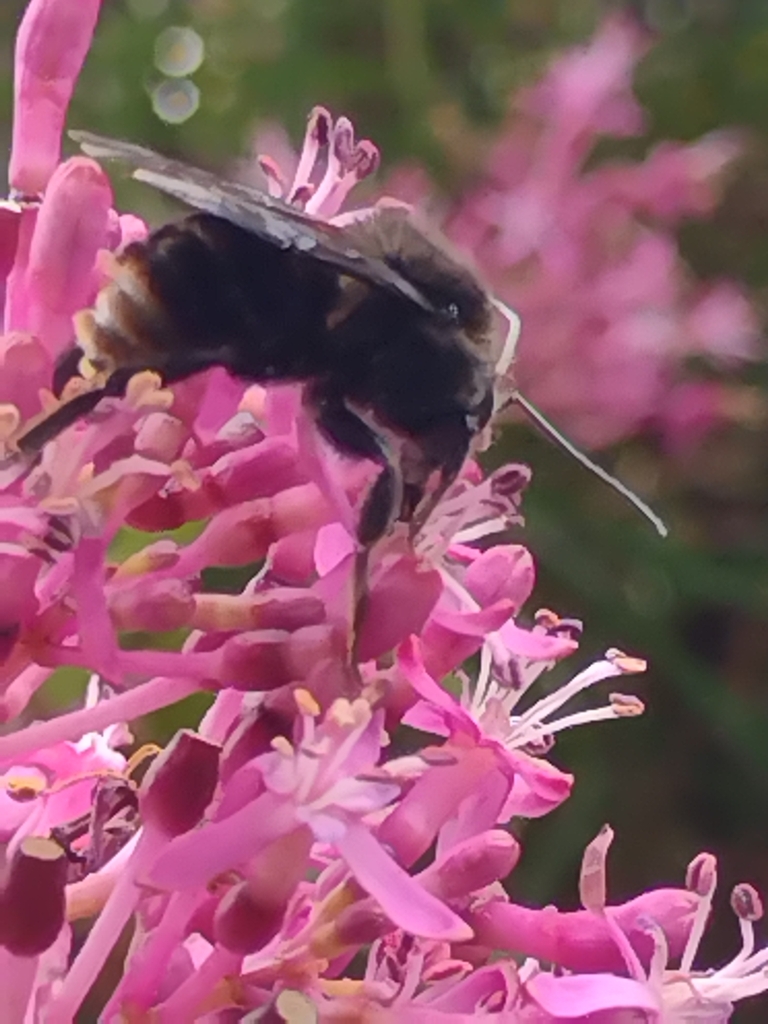 Bumble Bees from Suba, Bogotá, Colombia on February 03, 2022 at 12:23 ...