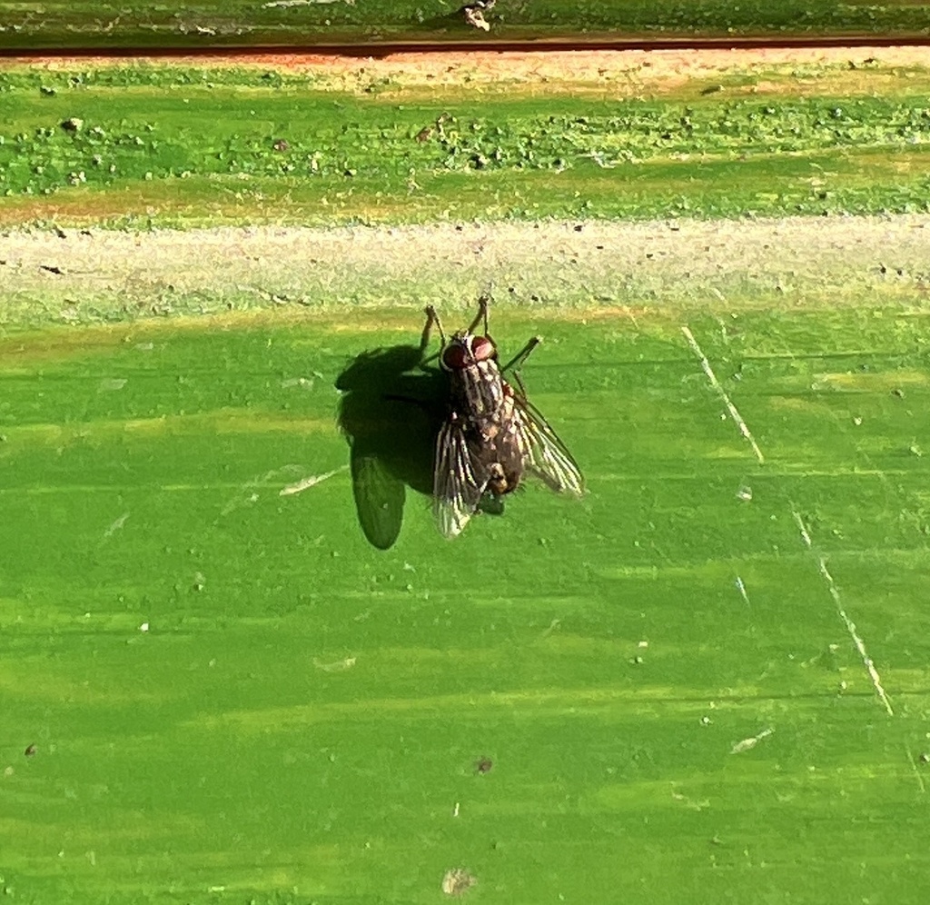 False Stable Fly from Школьный переулок, Горбатовка, Нижегородская ...