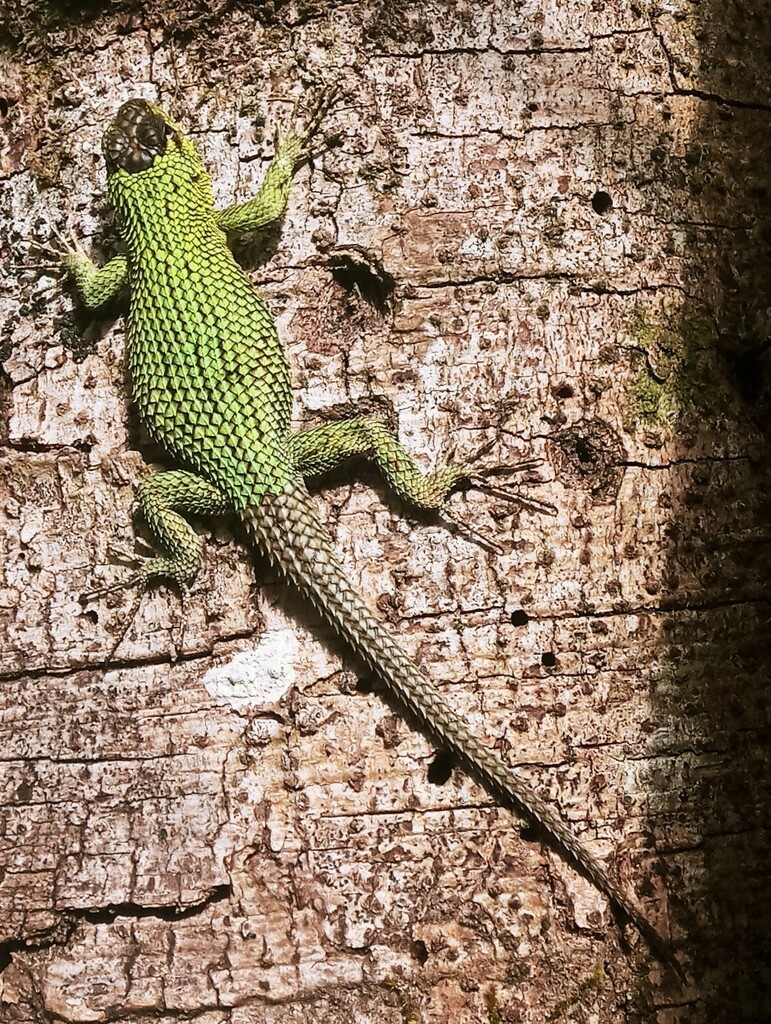 Emerald Swift from Estelí, Nicaragua on April 28, 2022 at 03:27 PM by ...
