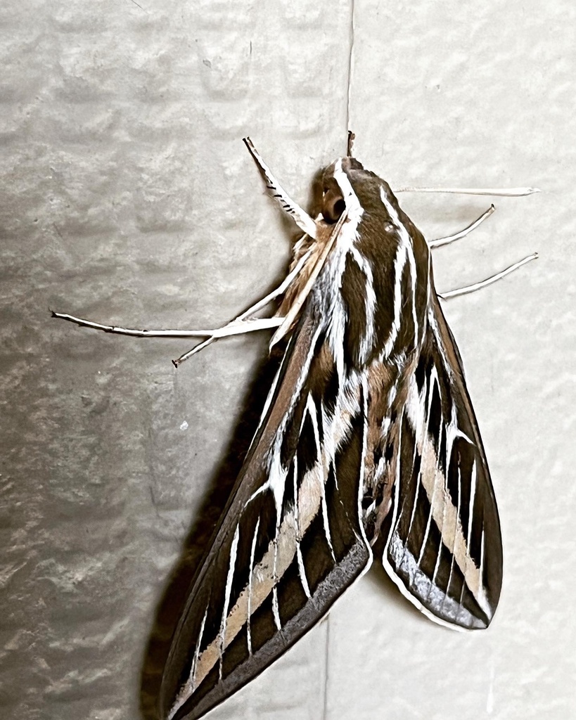 White-lined Sphinx from Ygnacio Dr, Sacramento, CA, US on March 24 ...