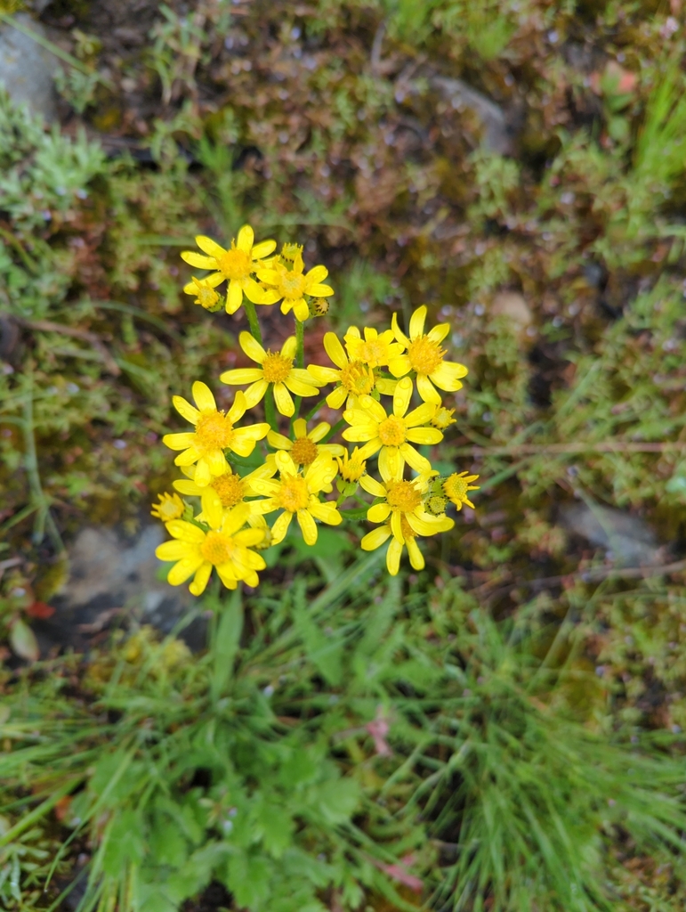 Rocky Mountain groundsel from Manning Park, BC V0X 1R0, Canada on June ...