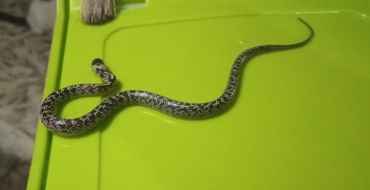 Common Wolf Snake from Santiago de Cali, CO-VC, CO on April 24, 2022 at ...