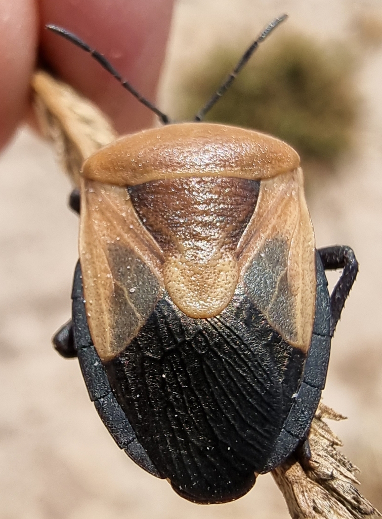 Coridius viduatus from Mpongwe, Zambia on June 15, 2022 at 11:37 AM by ...