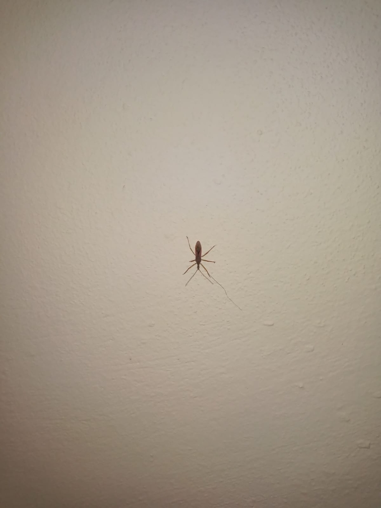 Leafhopper Assassin Bug from Luján de Cuyo, Mendoza, Argentina by ...