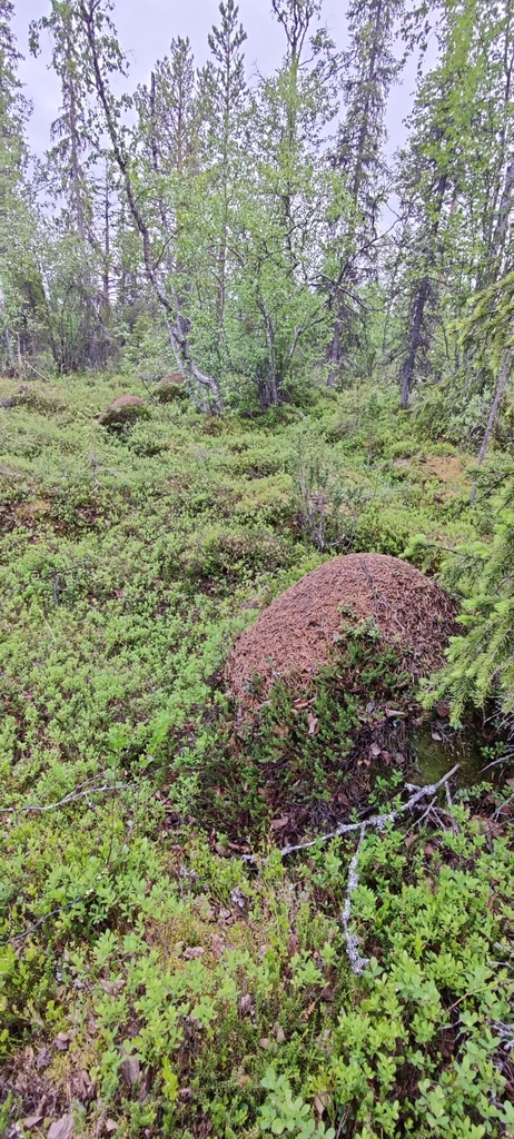 Scottish Wood Ant from 99340 Kittilä, Suomi on June 18, 2022 at 12:14 ...