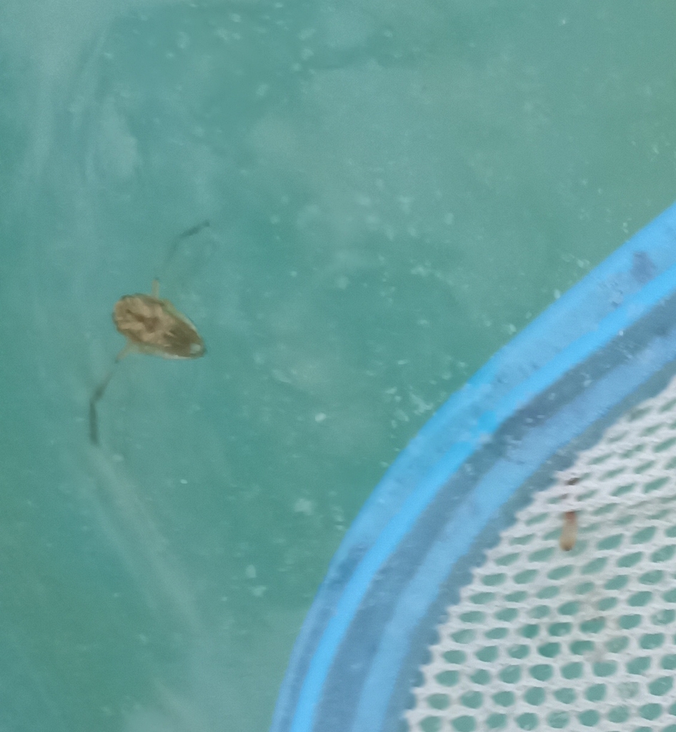 Milky Backswimmers from Tiana on June 17, 2022 at 07:03 PM by tv ...