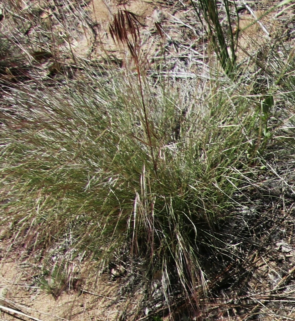 Purple Threeawn from Star K Ranch City of Aurora Open Space on June 15 ...
