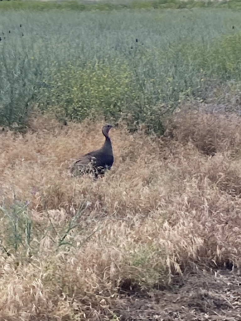 Wild Turkey from Upper Lake, CA, US on June 17, 2022 at 05:11 PM by ...