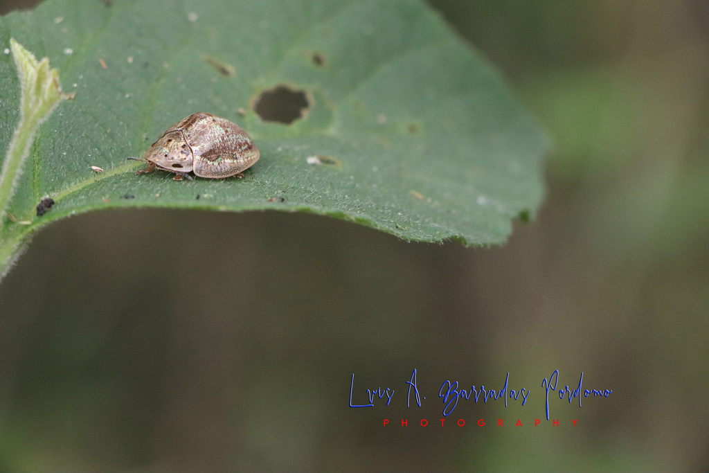 Wild Olive Tortoise Beetle from Parque Natura, Xalapa-Enríquez, Ver ...