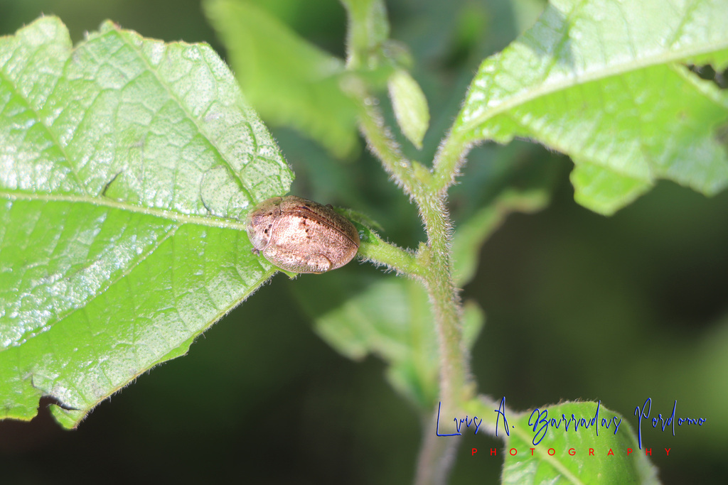 Wild Olive Tortoise Beetle from Parque Natura, Xalapa-Enríquez, Ver ...