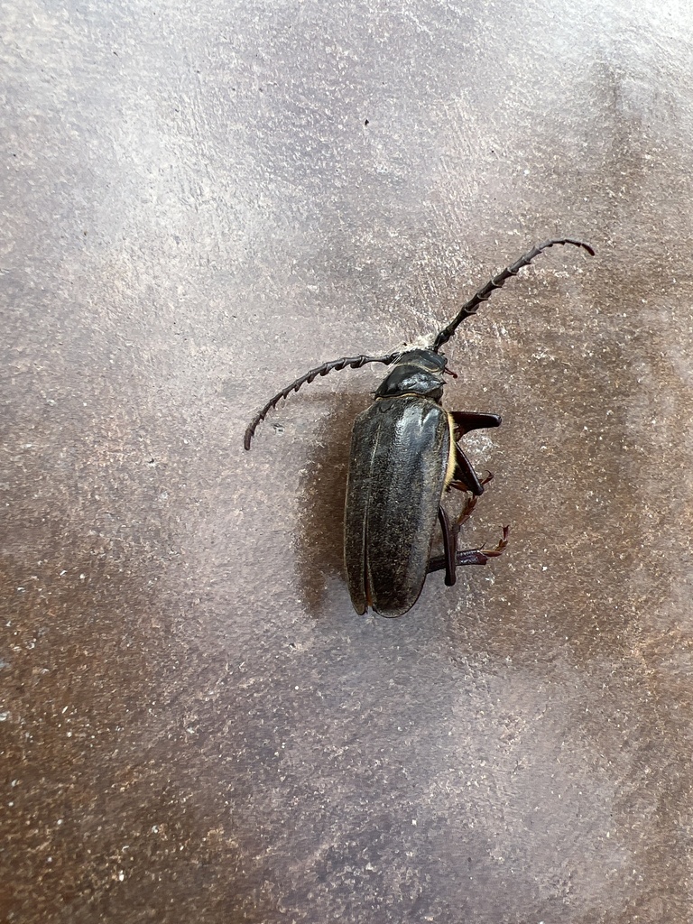California Root Borer Beetle from Milton Rd, Carlsbad, CA, US on June ...