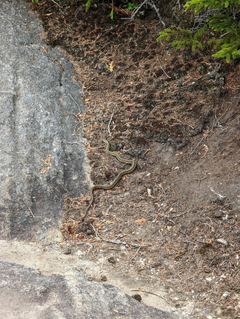Eastern Garter Snake from Lake Placid, NY 12946, USA on June 17, 2022 ...