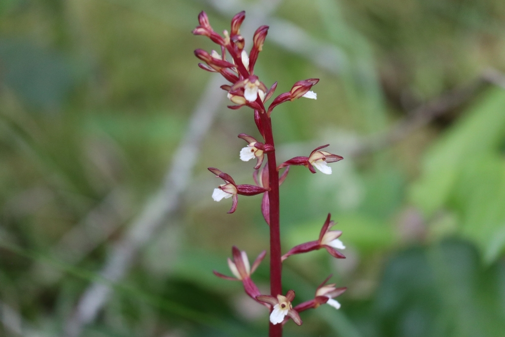 Ozette Coralroot from Sooke, BC, Canada on June 17, 2022 at 03:52 PM by ...