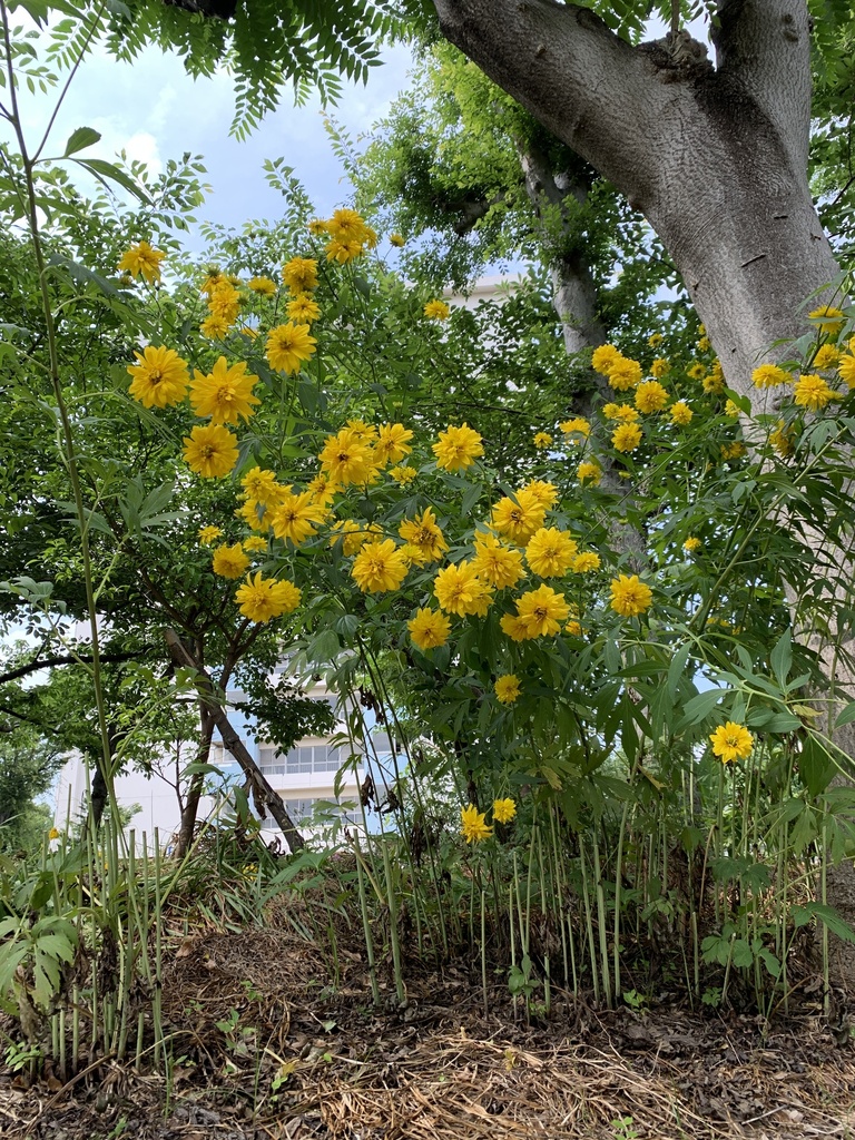 dicots in June 2022 by Jonathan Lukacek · iNaturalist