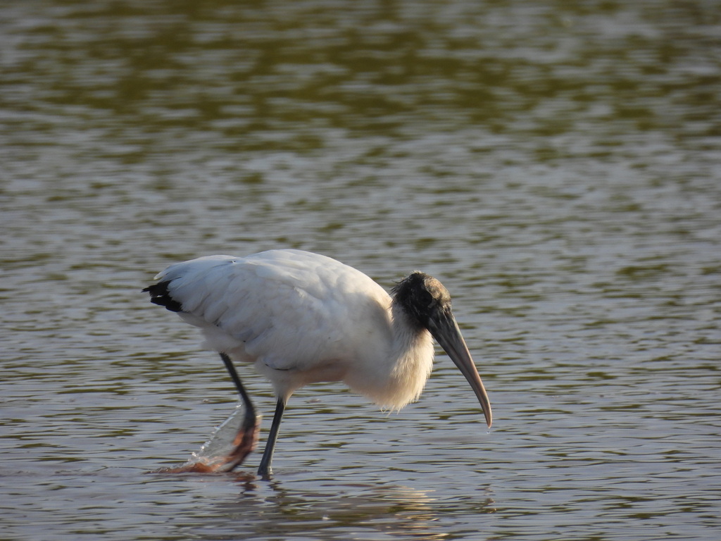 Wood Stork from Loma Bonita, Celestún, Yuc., Mexico on June 7, 2022 at ...