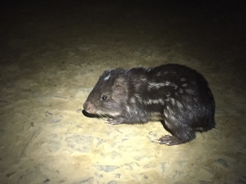 Pacas (Cuniculus) - Know Your Mammals