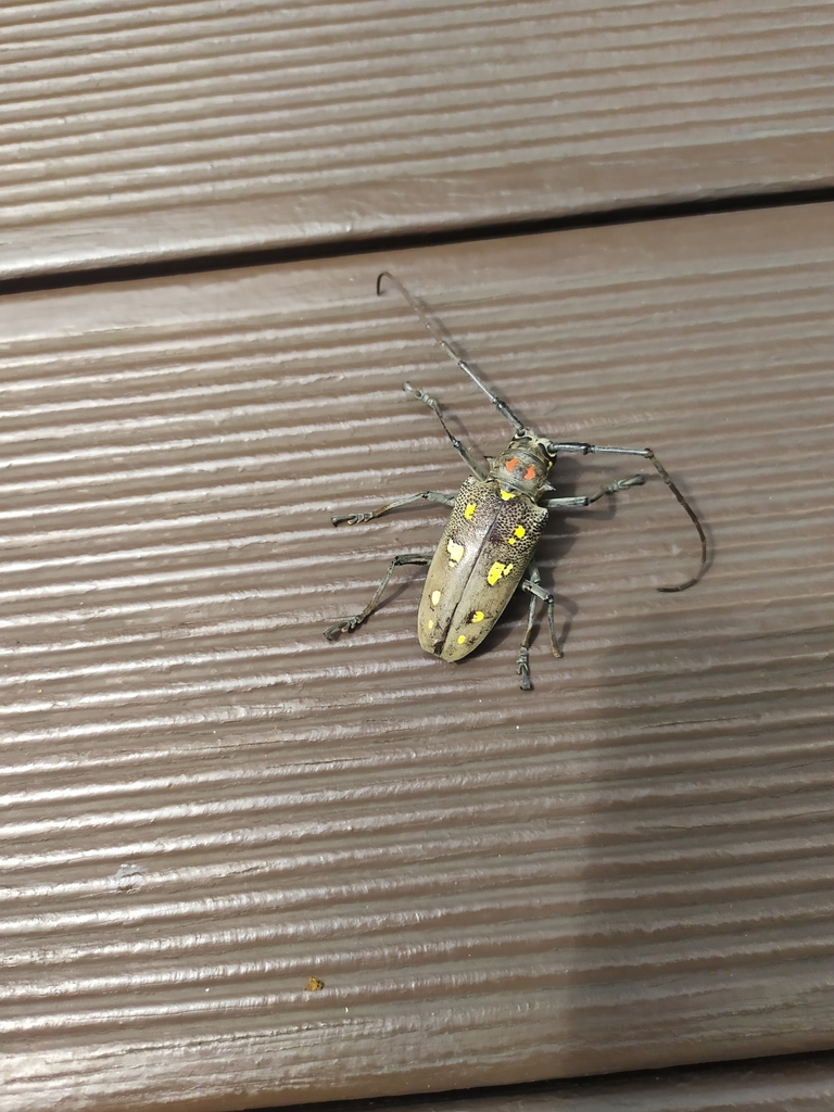 Mango Longhorn Beetle from Indonesia on June 18, 2022 at 12:02 PM by ...