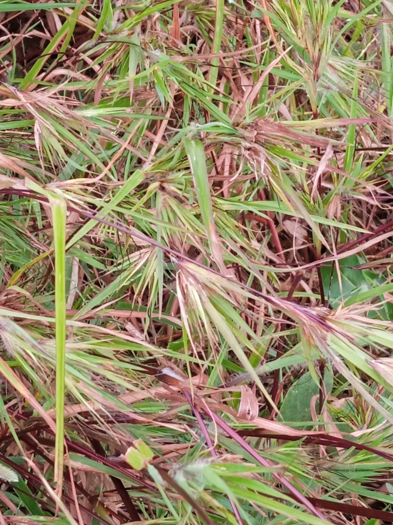 Themeda arguens from Pallameang, Mattiro Sompe, Pinrang Regency, South ...