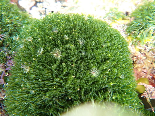 Genus Valoniopsis · iNaturalist