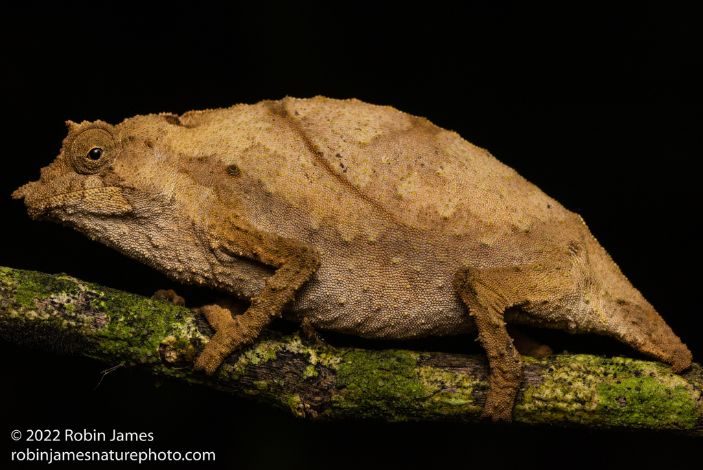 Boulenger’s pygmy chameleon from Shinyalu, Kenya on August 20, 2021 at ...