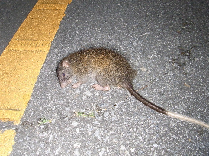 Ryukyu Islands Tree Rat in July 2011 by T. Yoshida. Old proof of ...
