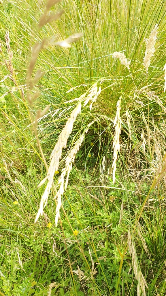 Poeae from 77124 Chauconin-Neufmontiers, France on June 18, 2022 at 02: ...