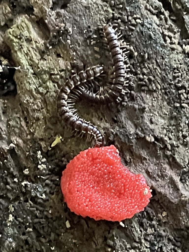 Red Raspberry Slime Mold from Burnet Woods, Cincinnati, OH, US on June ...