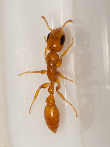 Seminole Slender Twig Ant (Pseudomyrmex seminole)