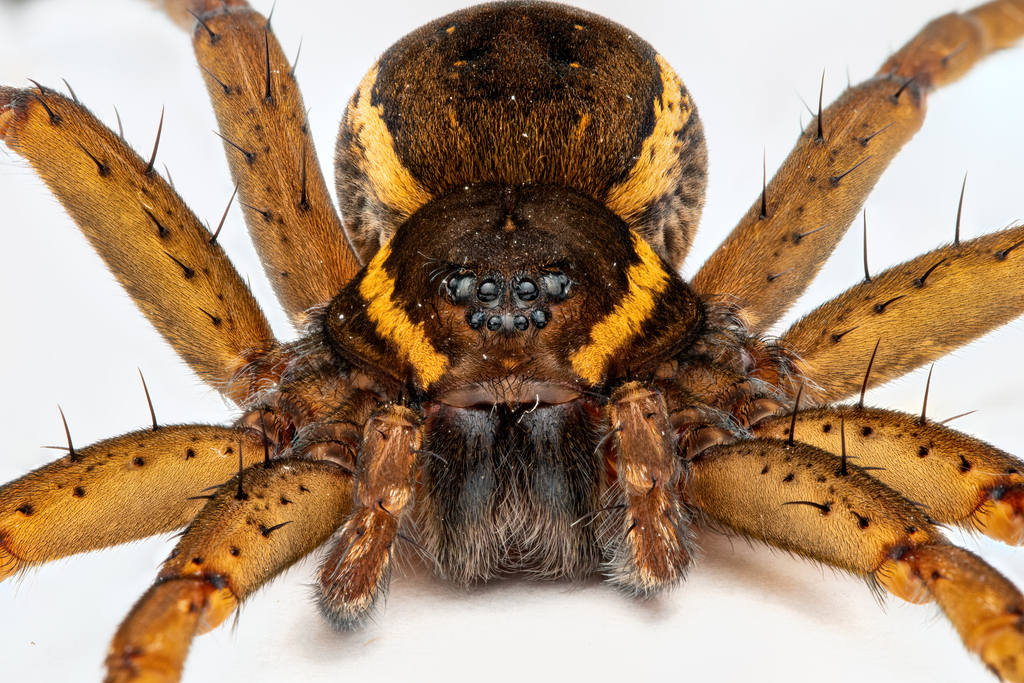 Fen raft spider in June 2022 by Frederik Leck Fischer · iNaturalist