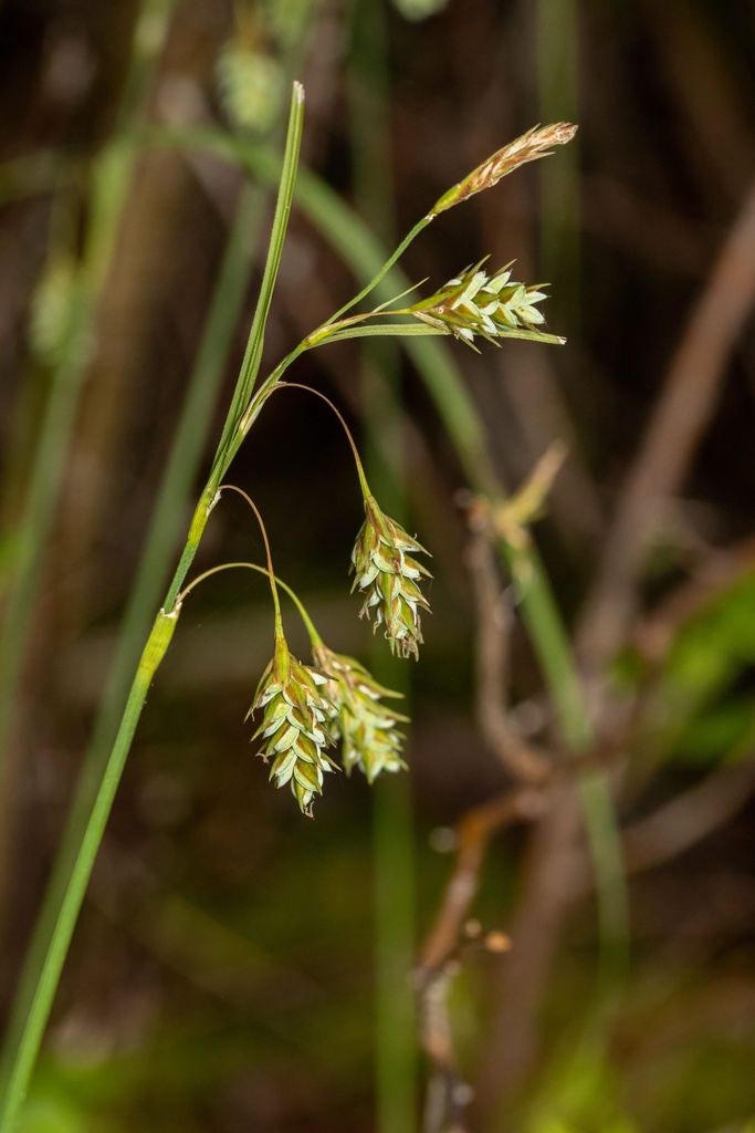 Tall Bog-sedge from Charlemont, MA, US on June 13, 2022 at 12:54 AM by ...