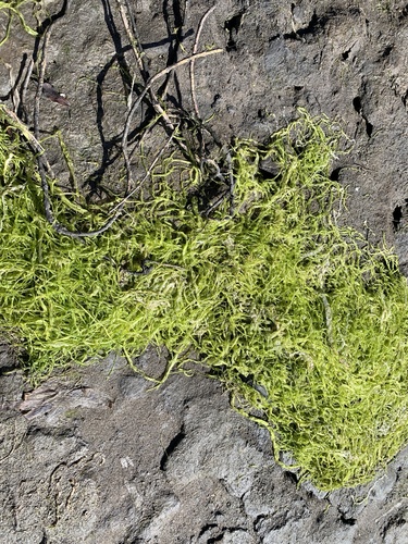 Variety Enteromorpha intestinalis asexualis · iNaturalist
