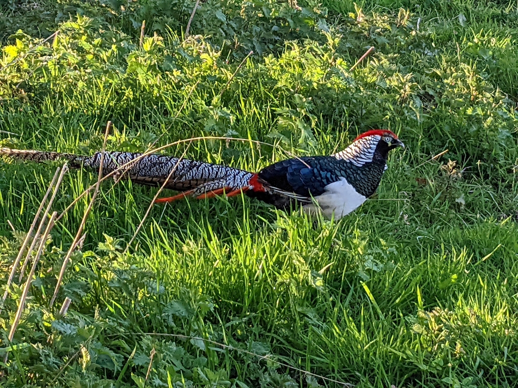Ruffed Pheasants from Ainstable, Carlisle CA4 9RQ, UK on April 24, 2022 by sprokopiw. Seen in ...