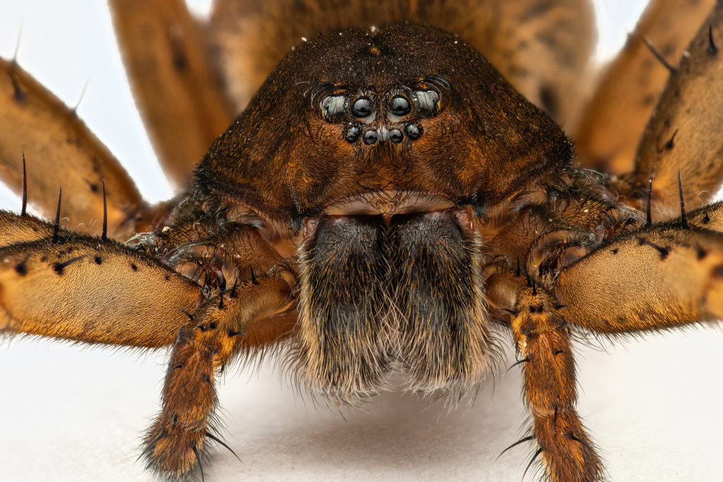 Fen raft spider in June 2022 by Frederik Leck Fischer. Genital examined ...