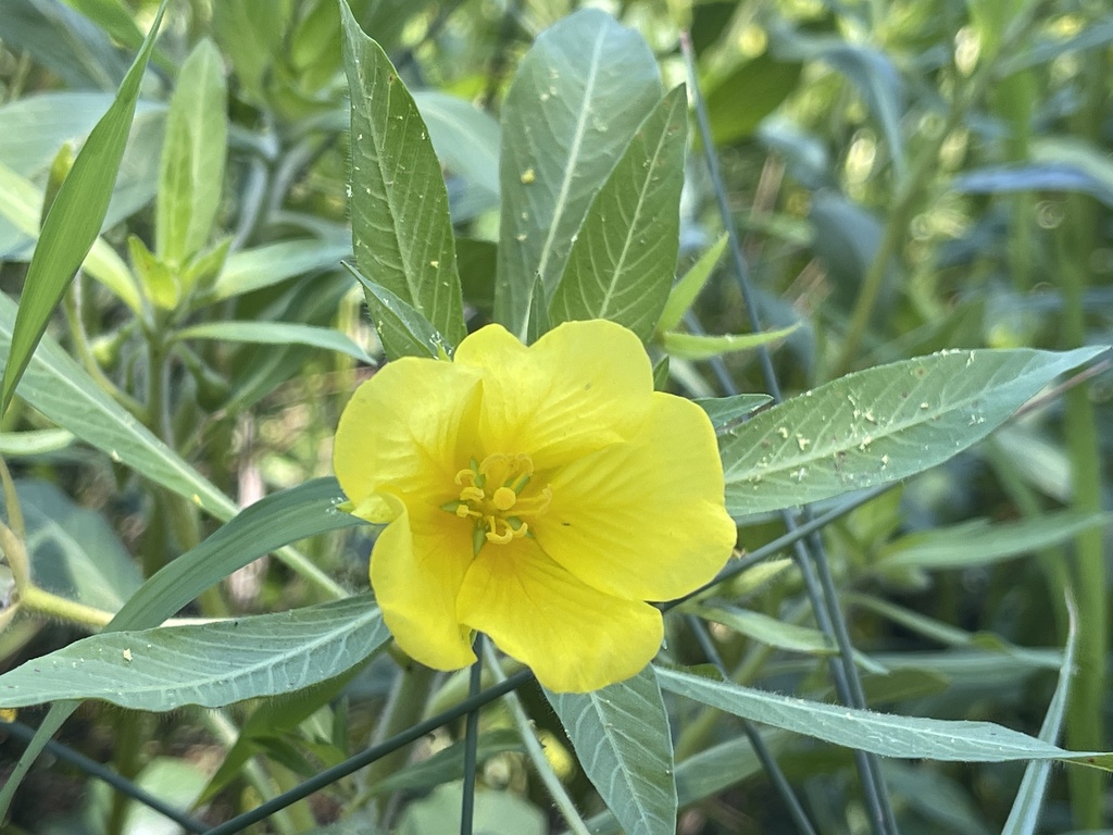 water primrose from Third St W, Sonoma, CA, US on June 15, 2022 at 02: ...