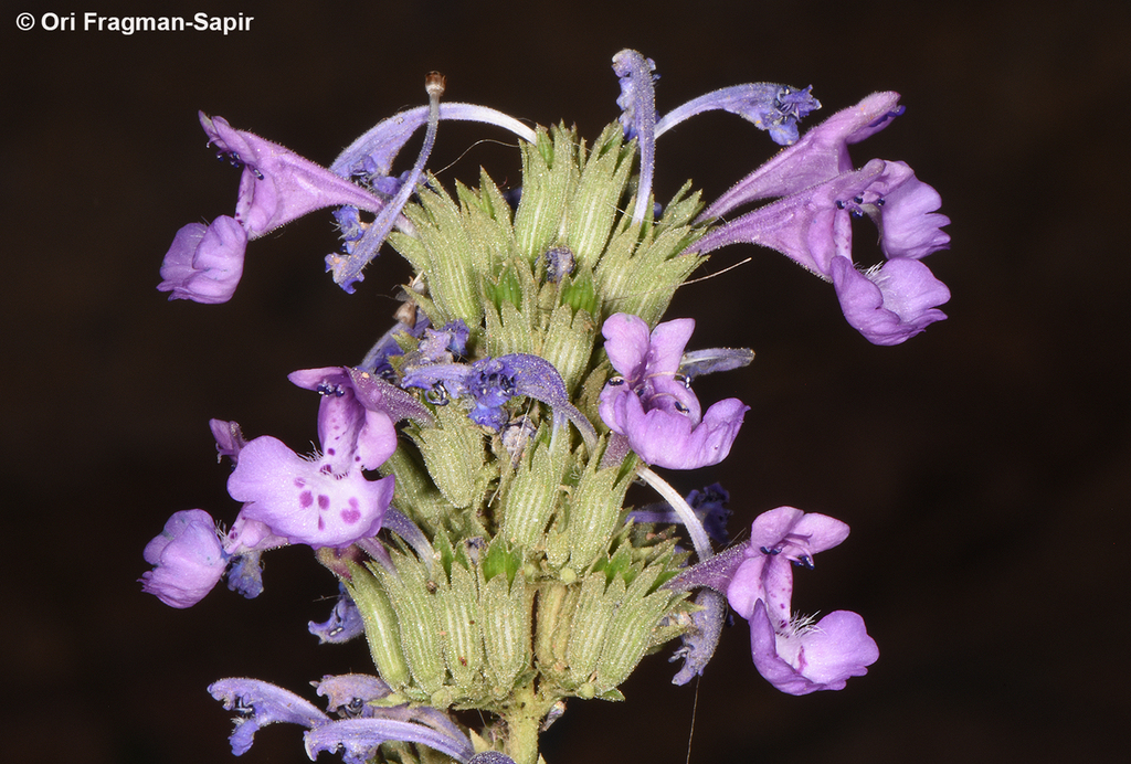 Nepeta septemcrenata from Sant Katrin, Janub Sina', Egypt on June 16 ...