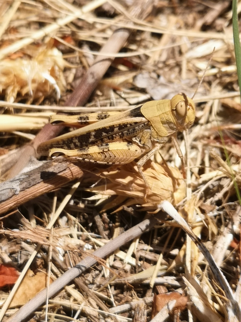 Italian locust from Komiža, Hrvatska on June 18, 2022 at 12:37 PM by ...