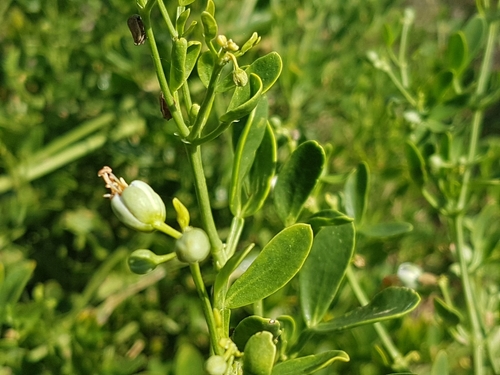 Syrian Bean-Caper (Zygophyllum fabago) · iNaturalist