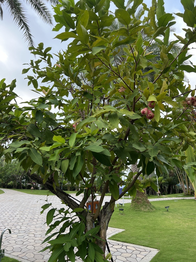 plants from Tianya, Sanya, Hainan, CN on June 19, 2022 at 07:23 AM by ...