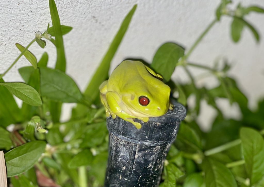 Australian Green Tree Frog from Gerard St, Currajong, QLD, AU on June ...