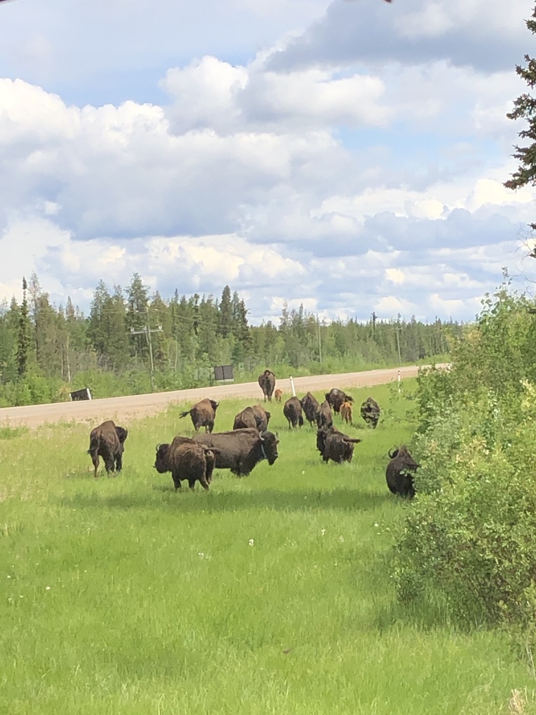 Wood Bison from Mackenzie County, AB, CA on June 18, 2022 at 03:16 PM ...