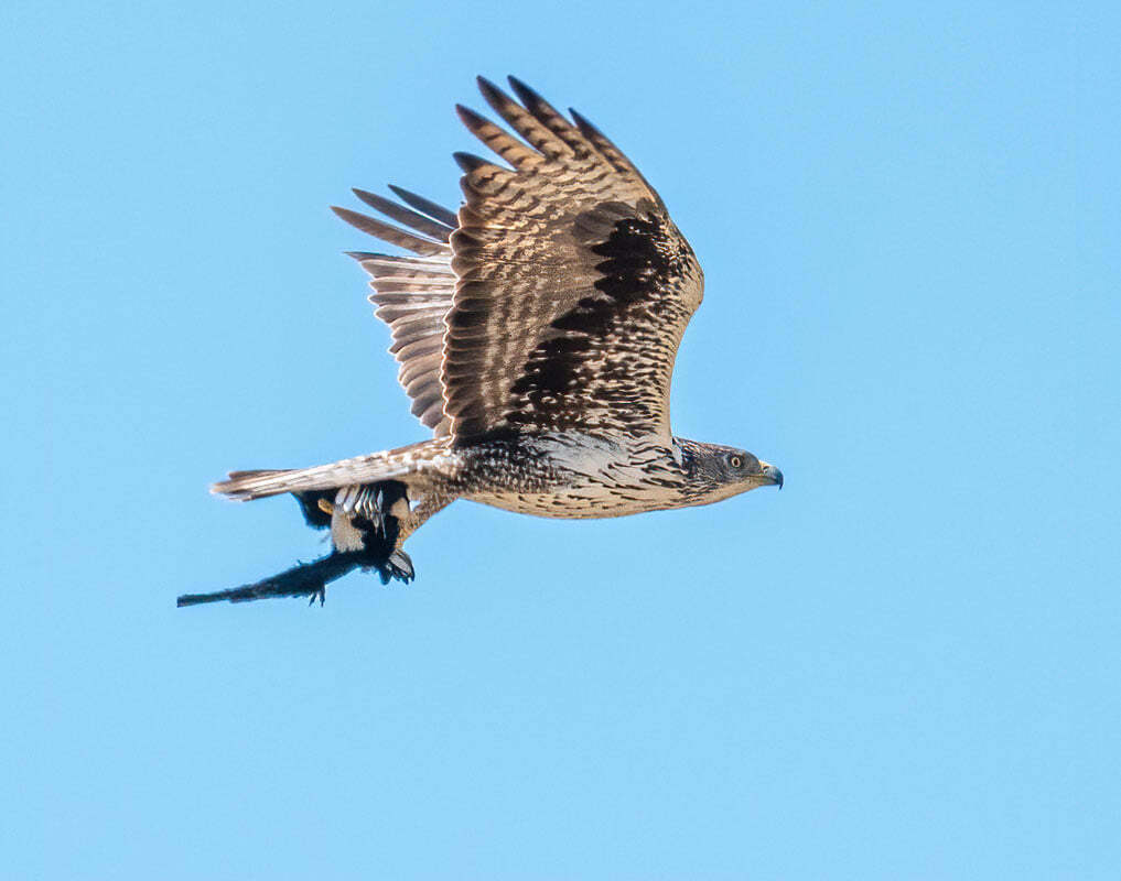 Bonelli's Eagle from Neo Chorio, Cyprus on May 11, 2022 at 10:17 AM by ...
