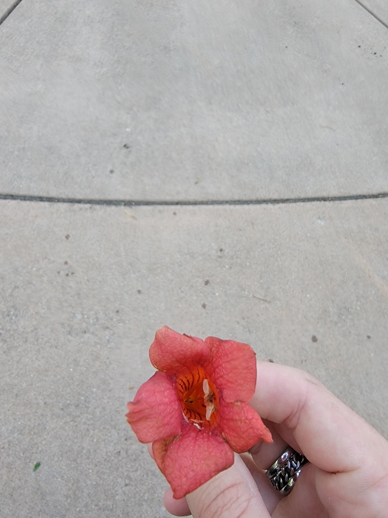American trumpet vine from Westfield, IN, USA on June 18, 2022 at 08:18 ...