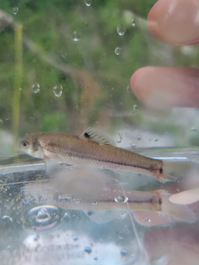 Bullhead Minnow from New Braunfels, TX, USA on June 18, 2022 at 08:34 ...