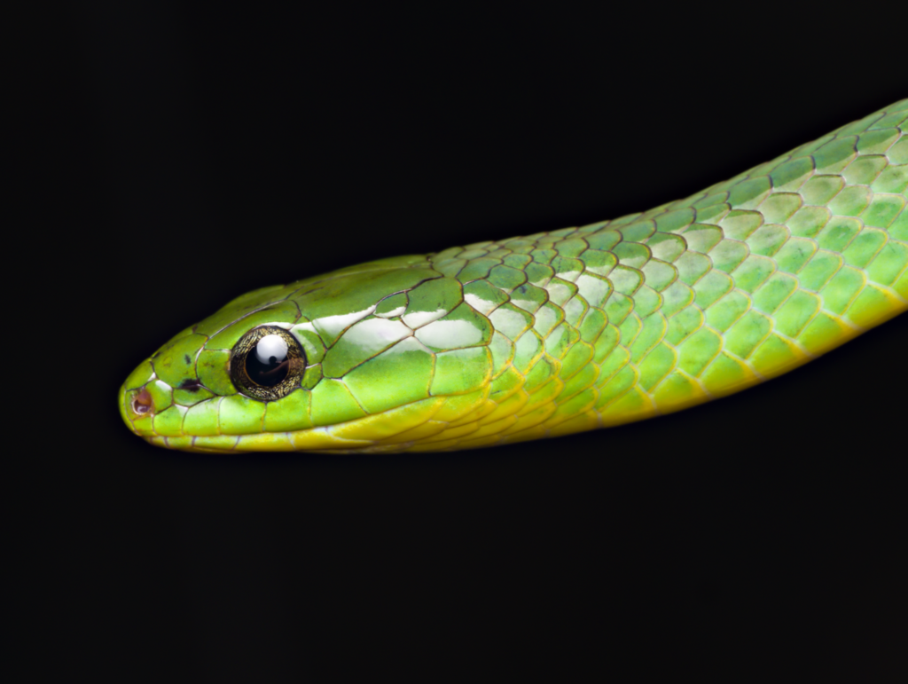 Chinese Green Snake in June 2022 by Caius Cheung · iNaturalist