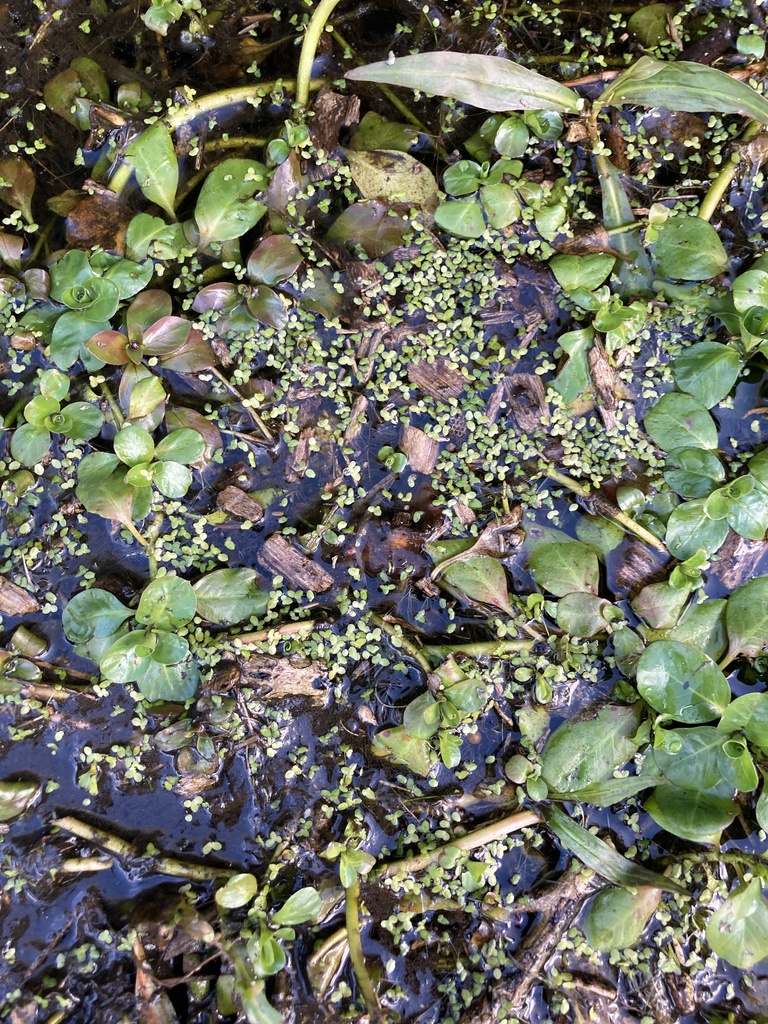 dotted duckweed from Busbys Pond, Centennial Park, NSW, AU on June 19 ...