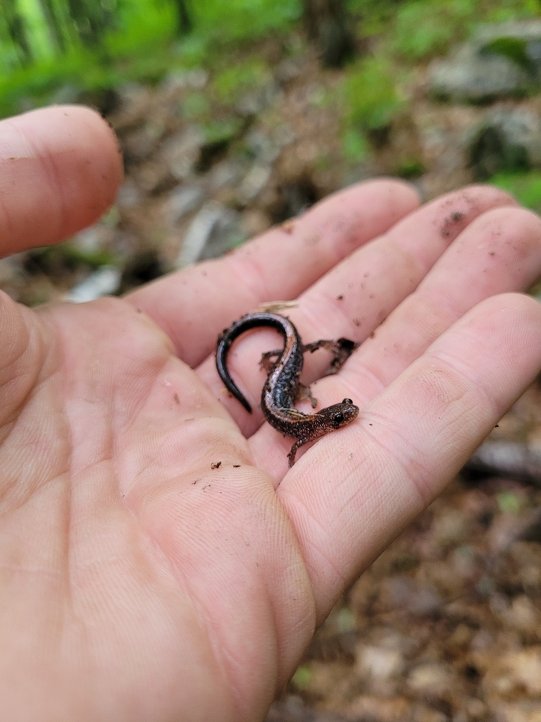 Eastern Red-backed Salamander from Rib Mountain, WI 54401, USA on June ...